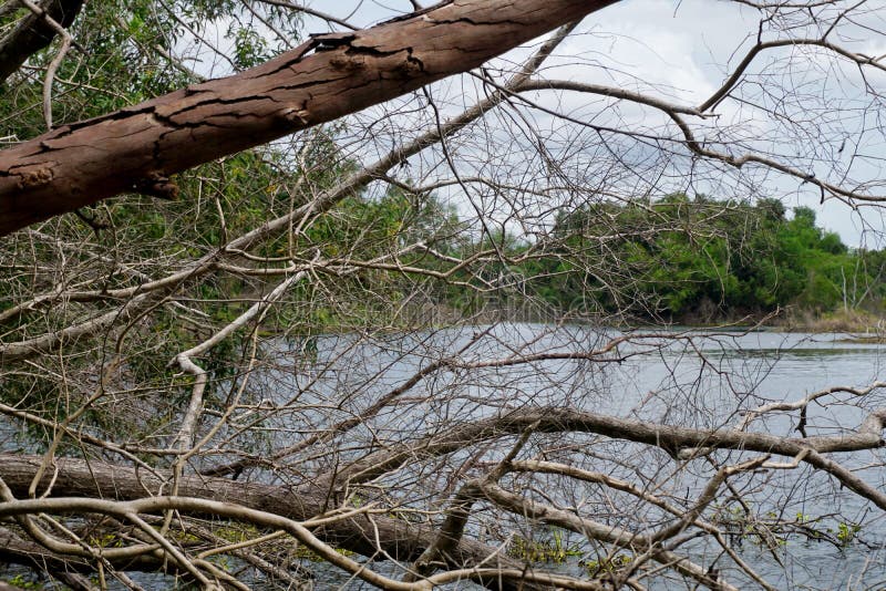 Dead Tree Fallen beside Lake at Rural Landscape Stock Image - Image of ...