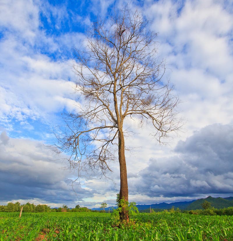 Dead tree stock photo. Image of agriculture, beautiful - 36742992
