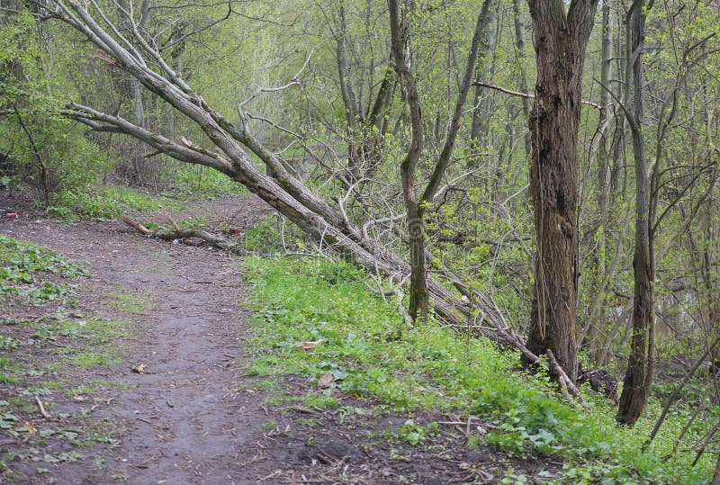 Dead Tree Fell Across a Dirt Path in a Forest Park Stock Photo - Image ...
