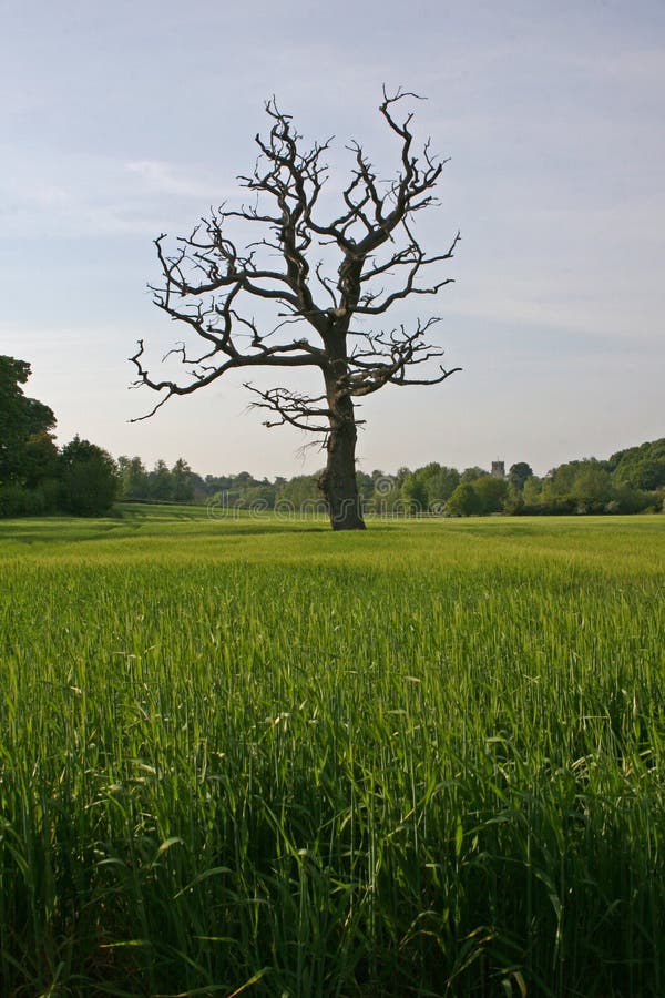 Dead tree in field stock image. Image of silhouette, single - 19912759