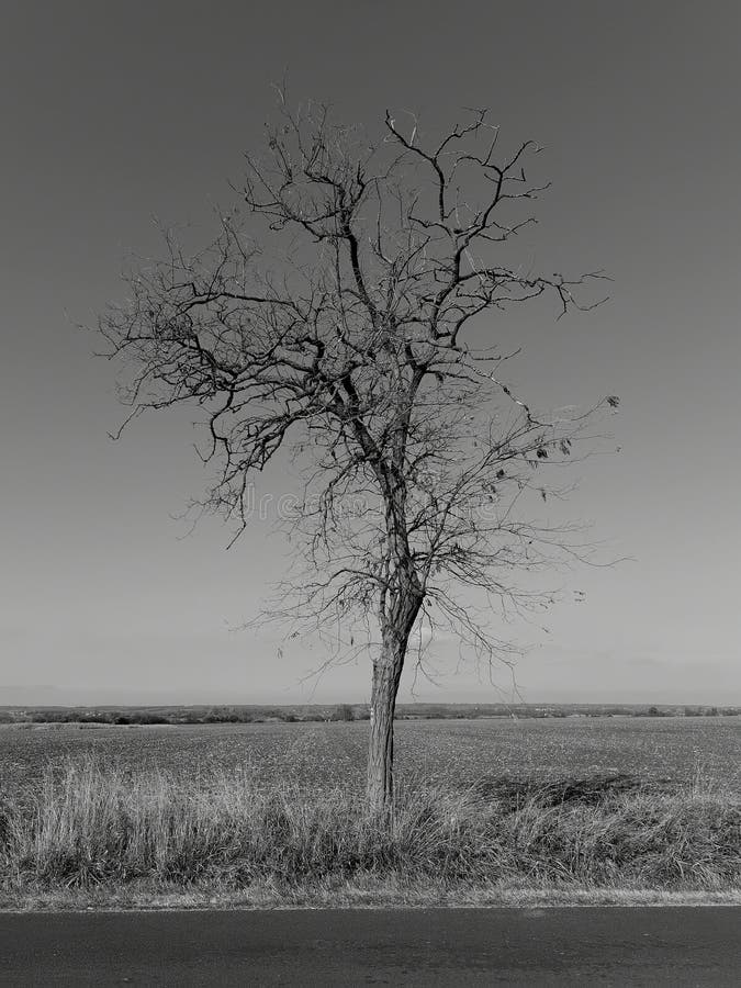 Dead Tree in the Field, Black and White Photo, Closeup of Photo Stock ...