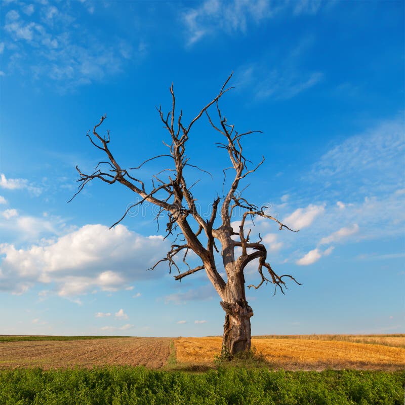 Dead Tree on the Field and Blue Sky Stock Image - Image of dead, heaven ...