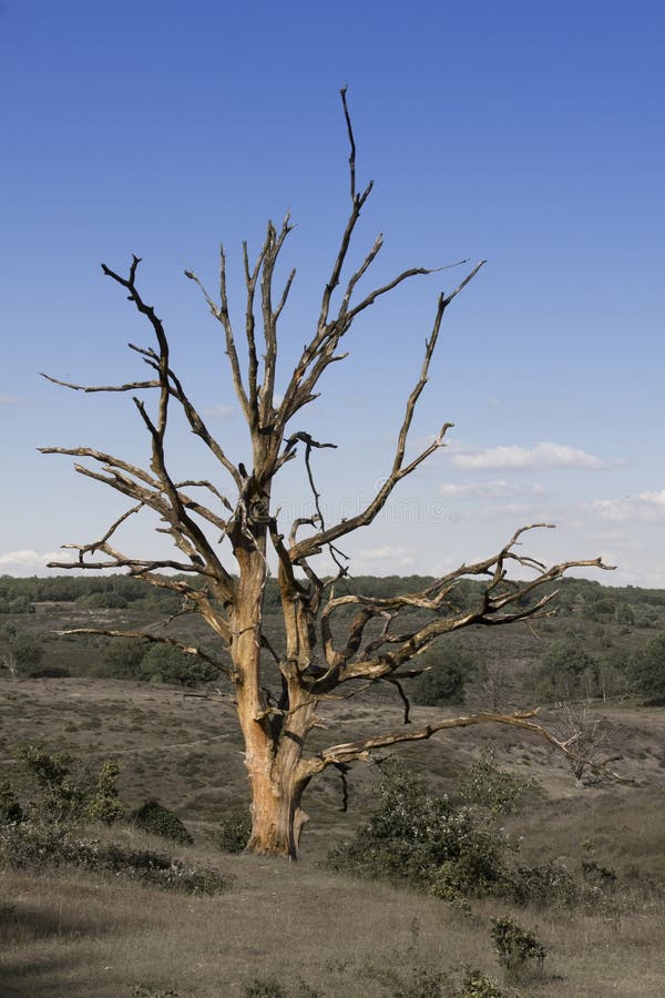 A Dead Tree in a Field with a Blue Sky Stock Photo - Image of landscape ...