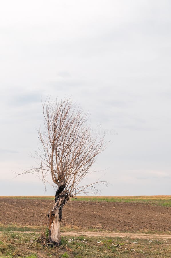 Dead Tree in a Field on a Cloudy Day at Fall Stock Image - Image of ...