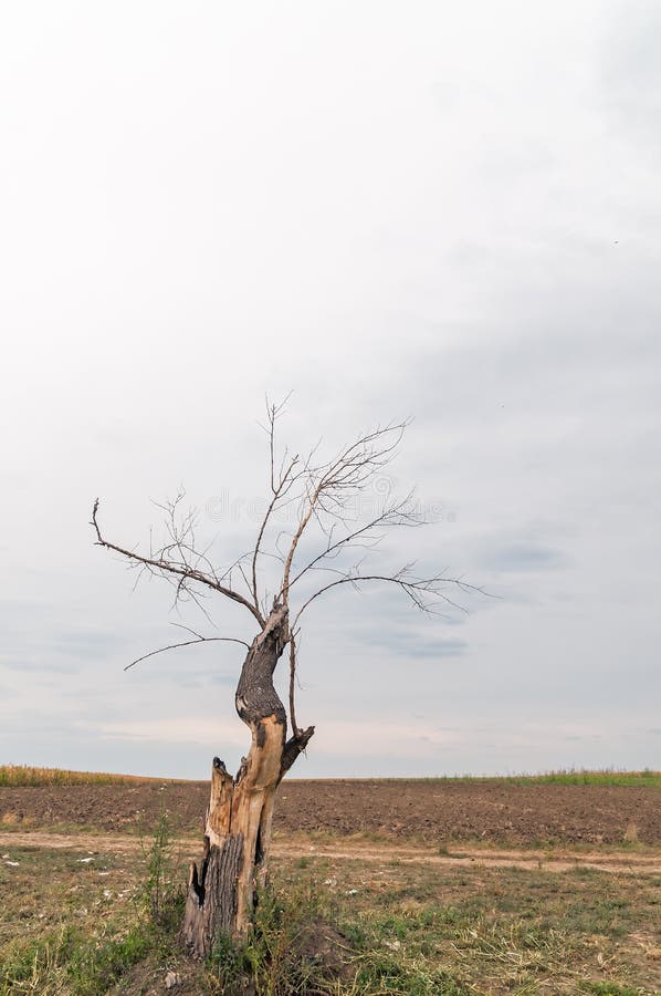 Dead Tree in a Field on a Cloudy Day at Fall Stock Image - Image of ...