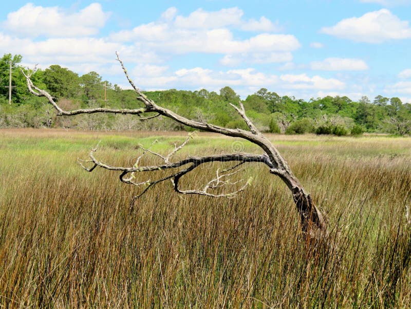 Dead Tree in a Field and a Deep Blue Sky Stock Photo - Image of deep ...