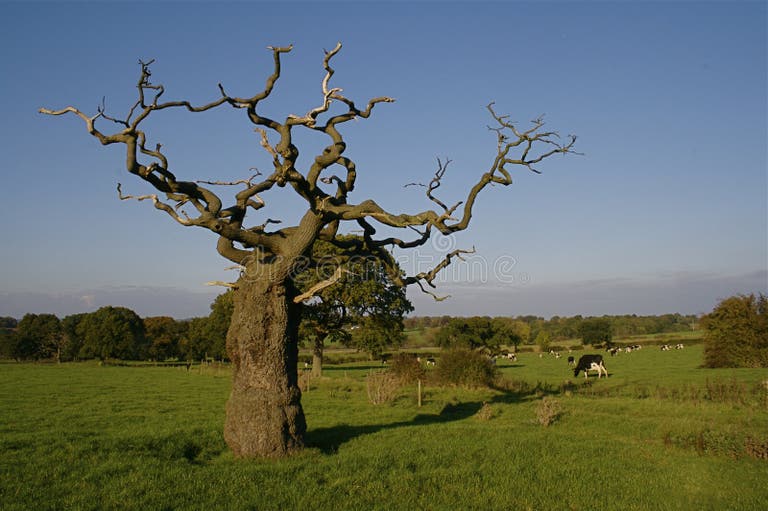 Dead Tree in Field with Interesting Branch & Cows Stock Photo - Image ...