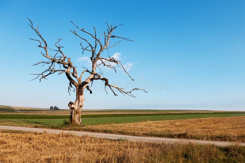Dead Tree on the Field with Road and Blue Sky Stock Image - Image of ...