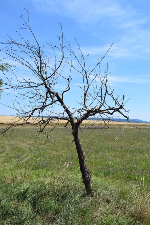Dead tree in the field stock photo. Image of grass, flowers - 236378522