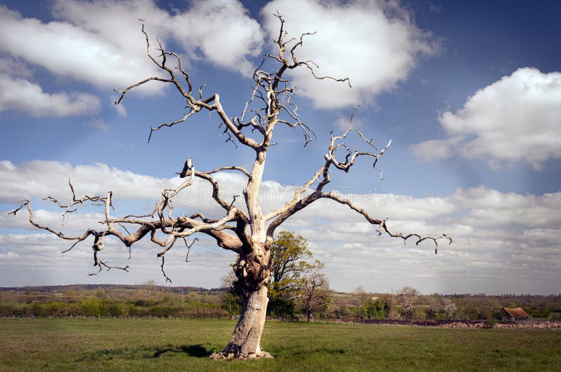 Dead tree in a field stock image. Image of meadow, english - 219590467