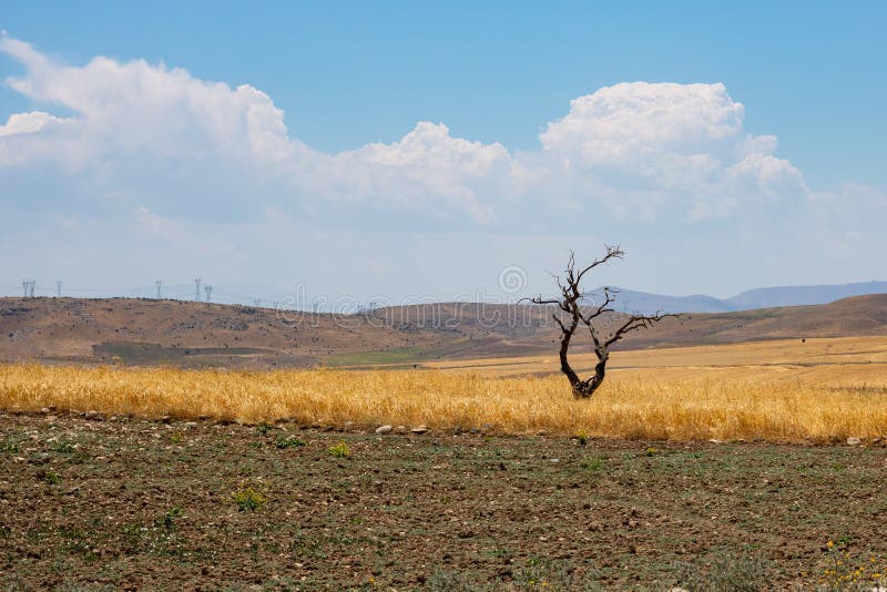 391 Dead Tree Wheat Field Stock Photos - Free & Royalty-Free Stock ...