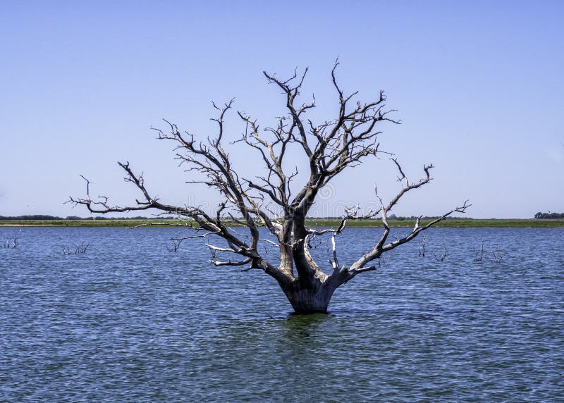 Dead tree by flood stock photo. Image of flower, lake - 257190212