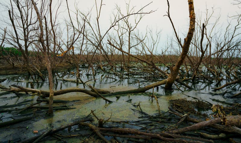Dead Tree in Flooded Forest with Sewage. Environmental Crisis from ...