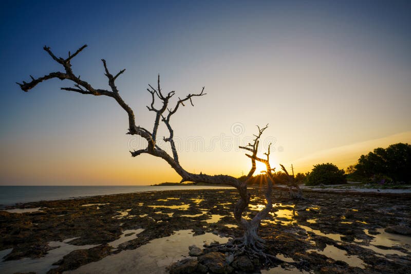 Dead Tree in the Florida Keys at Sunset Stock Photo - Image of keys ...