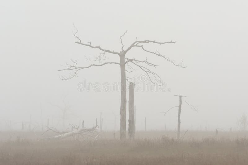 Dead tree in the fog stock image. Image of nature, dead - 28321871