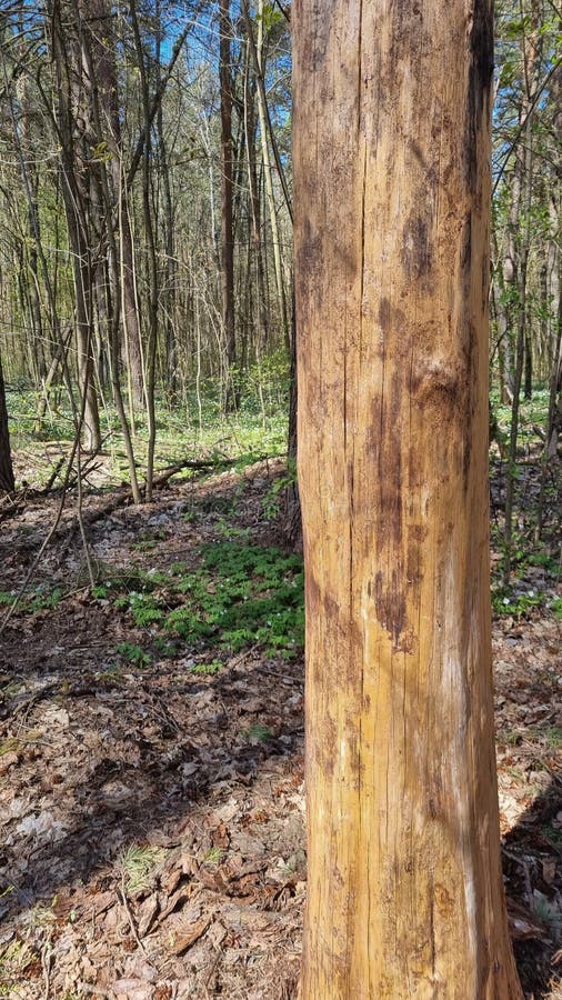 Dead Tree in the Forest. Bare Tree Standing Surrounded by Lush Foliage ...