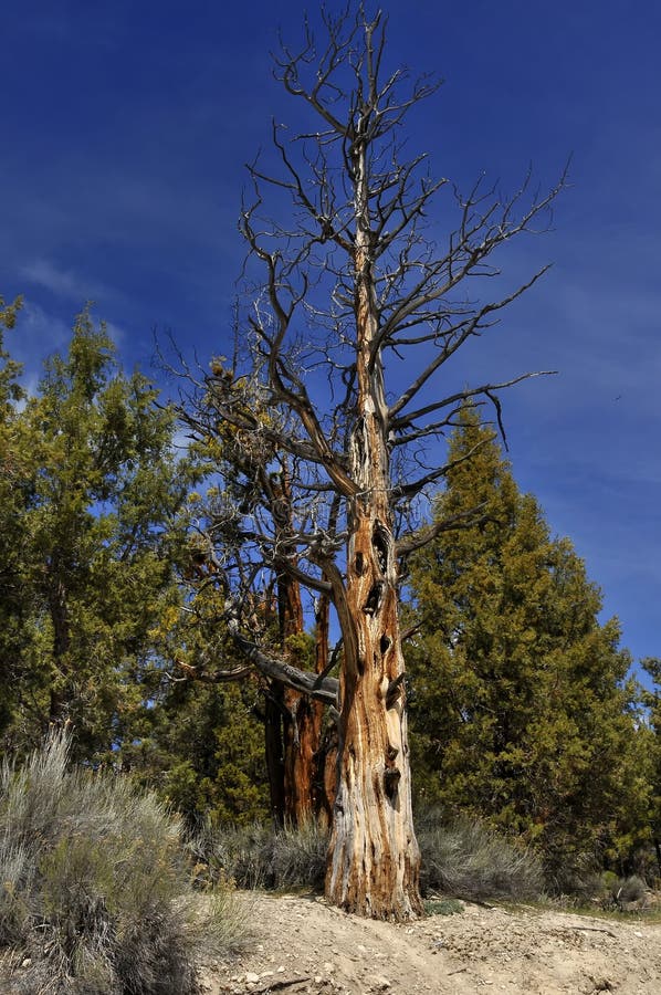 Dead tree in the forest stock image. Image of forest - 91737521