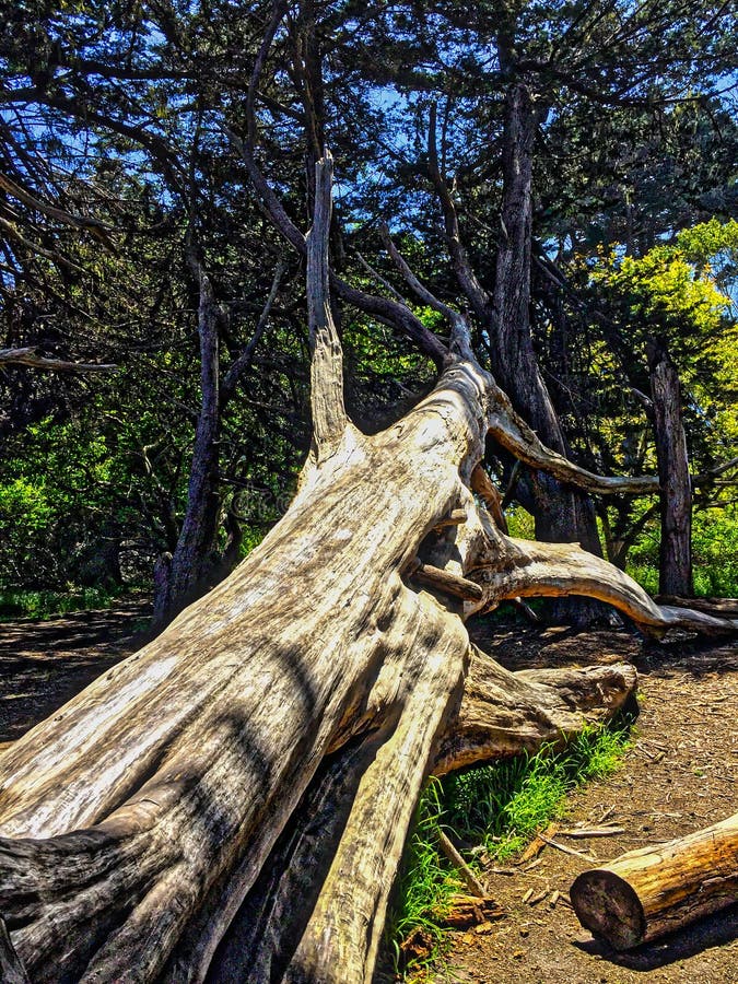 Dead Tree in the forest stock photo. Image of wood, daytime - 109047418