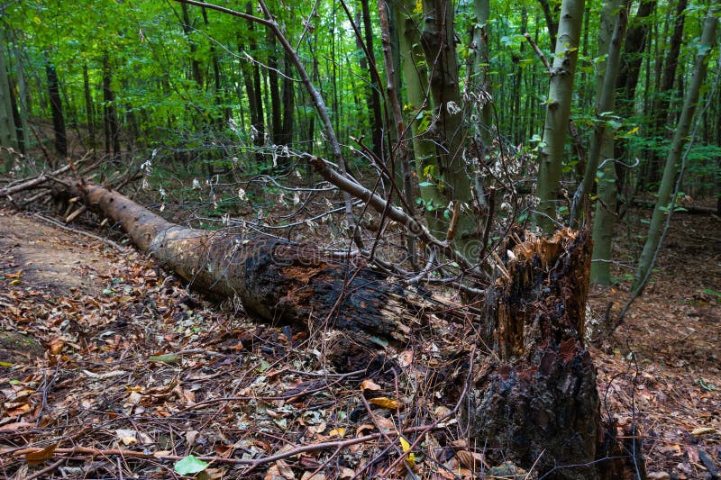 A Dead Tree in the Forest. Environment or Ecosystem Concept Stock Image ...