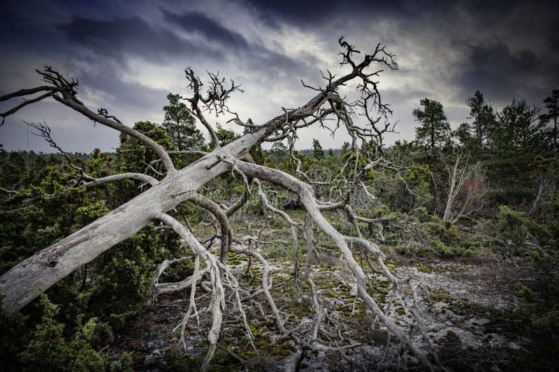 Dead Tree in Forest, Gotland in Autumn Stock Image - Image of ...