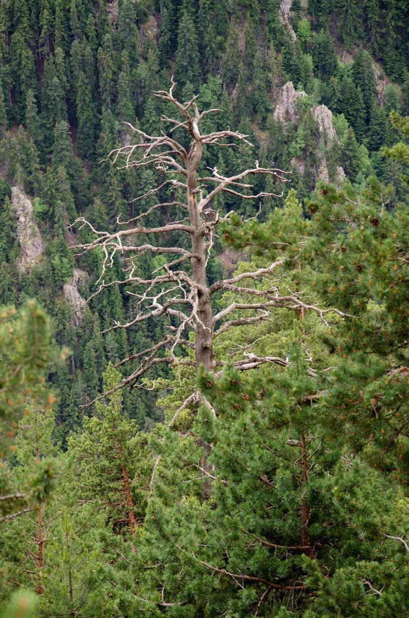 Dead tree in forest. stock image. Image of dead, preserve - 57767053