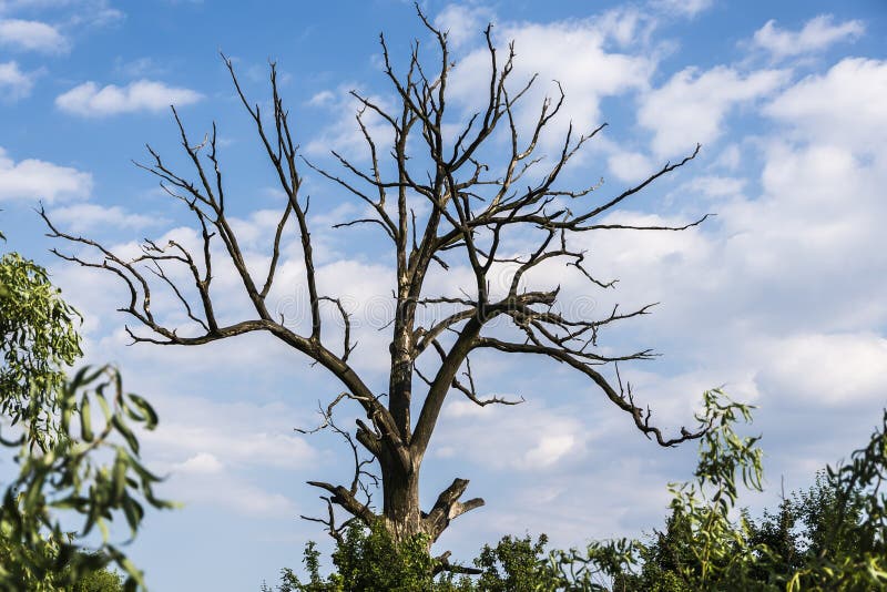 Dead tree in forest stock image. Image of forest, gloomy - 73041541