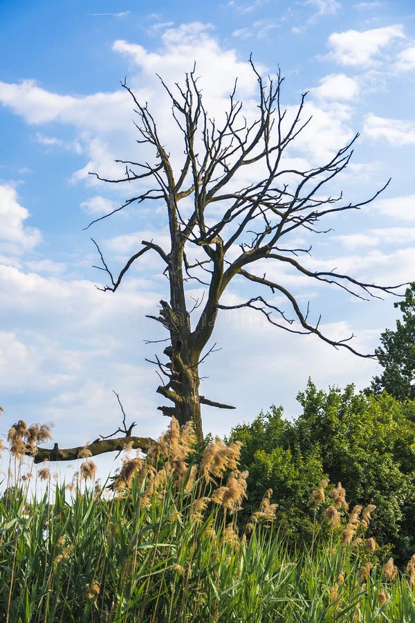 Dead tree in forest stock image. Image of aging, nature - 73041729