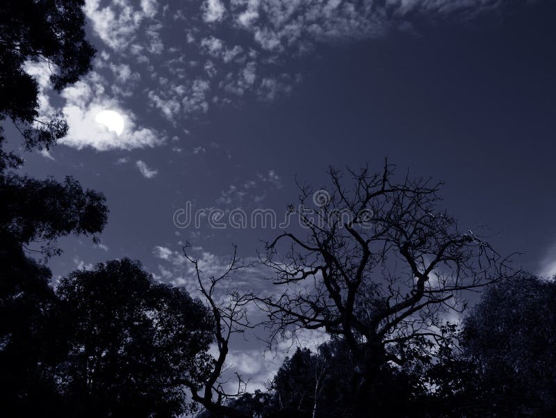 Dead Tree in the Forest at Night. Stock Image - Image of season ...