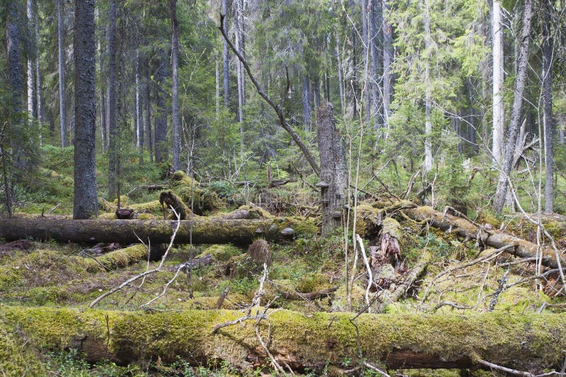 Dead tree in forest stock image. Image of treetrunk, broken - 36557757