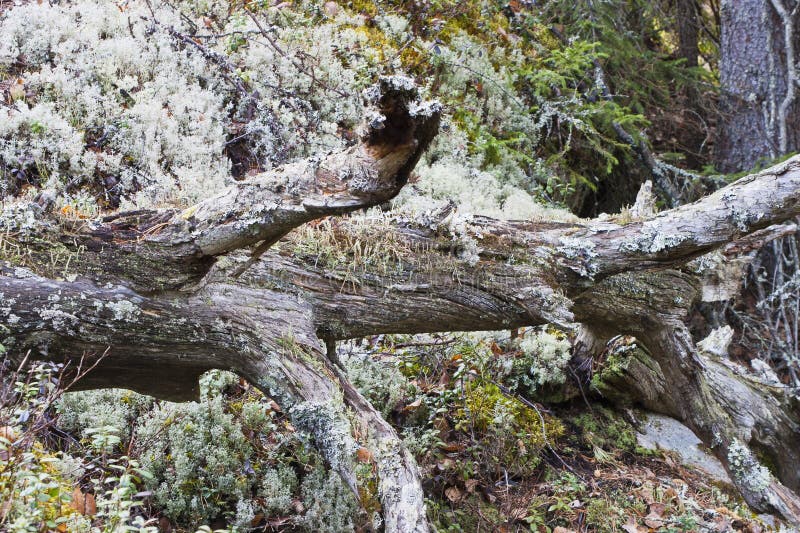 Dead tree in forest stock photo. Image of conifer, nature - 39664474