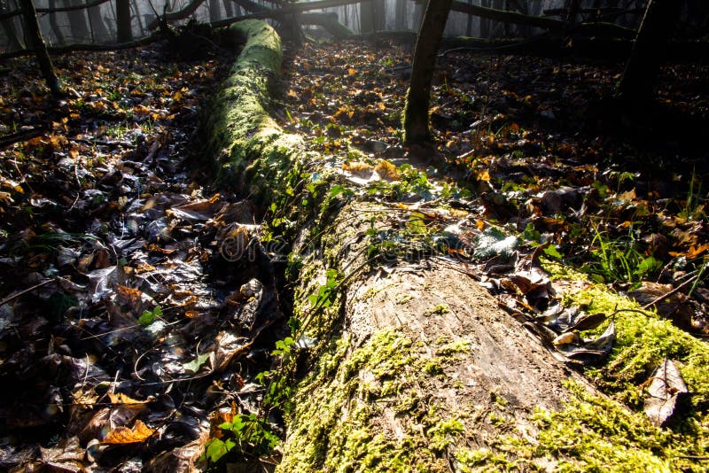 Dead tree in forest stock image. Image of forest, ground - 64326217