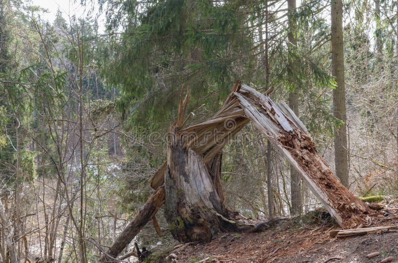.a Dead Tree in a Forested Environment Where Part of the Trunk Has ...