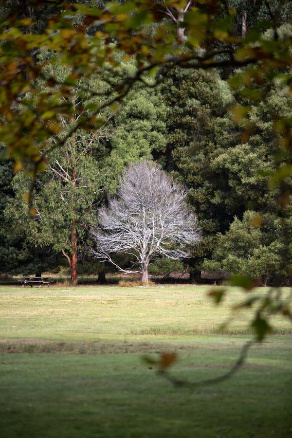 Dead Tree in Front of Large Healthy Forest Trees Stock Image - Image of ...