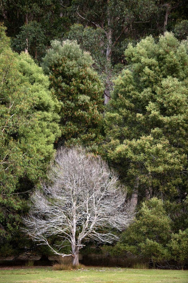 Dead Tree in Front of Large Healthy Forest Trees Stock Photo - Image of ...