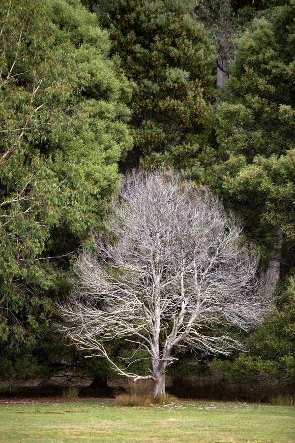 Dead Tree in Front of Large Healthy Forest Trees Stock Image - Image of ...