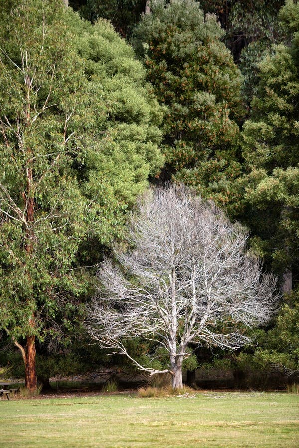 Dead Tree in Front of Large Healthy Forest Trees Stock Photo - Image of ...
