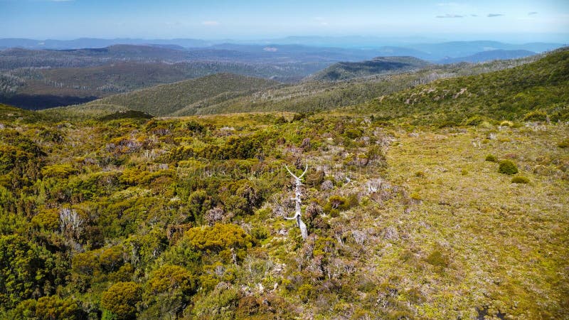 A Dead Tree in Front of the Vastness of Tasmania, Seen from Above Stock ...