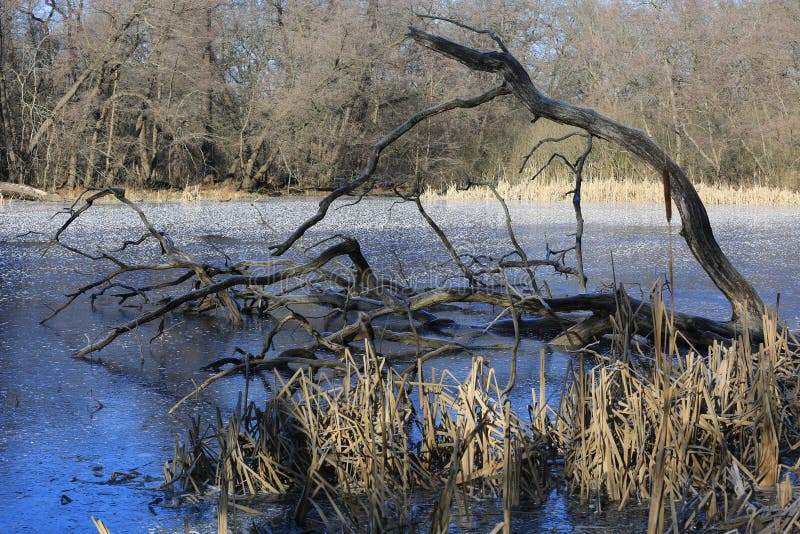 Dead Tree in a Frozen Forest Swamp Stock Photo - Image of plant, frosty ...