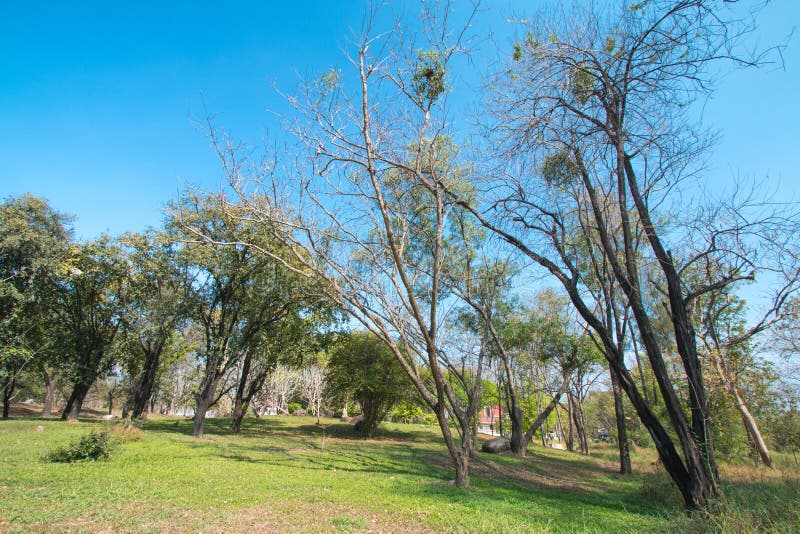 Dead tree stock photo. Image of sadness, plant, surreal - 37908584