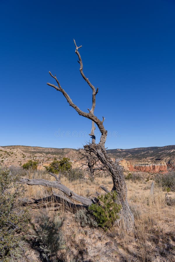 Dead Tree at Ghost Ranch, New Mexico Stock Photo - Image of adventure ...