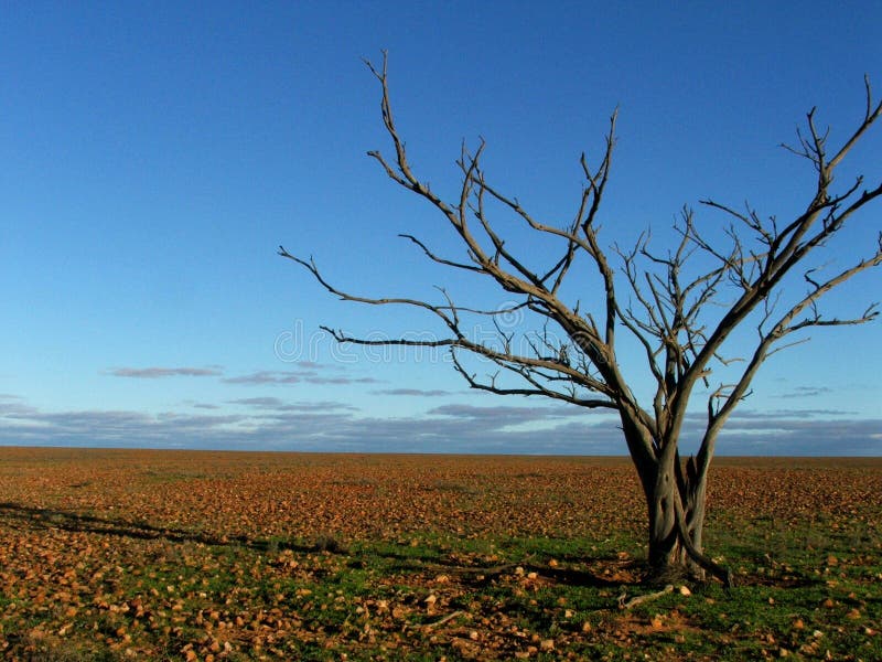 Boab Tree at Sunset stock photo. Image of vast, australia - 2991782