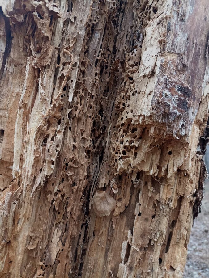 A Dead Tree Gnawed by Pest Bugs Stock Photo - Image of abstract ...