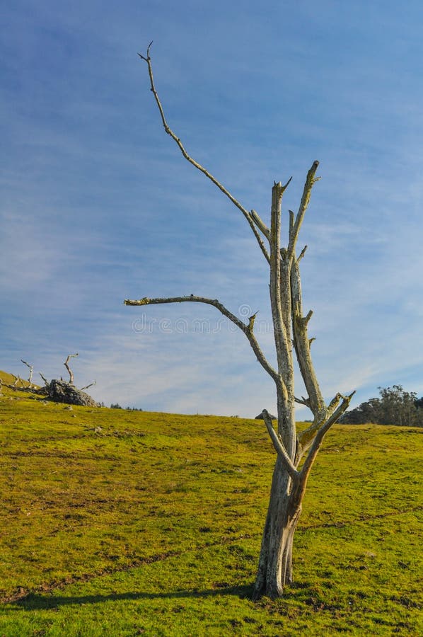 Dead Tree in a Grass Field with Sky Stock Photo - Image of branches ...