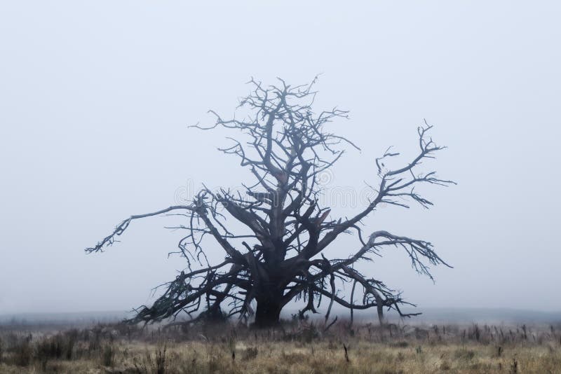 Dead Tree in a Grassy Field during a Thick Fog Stock Image - Image of ...