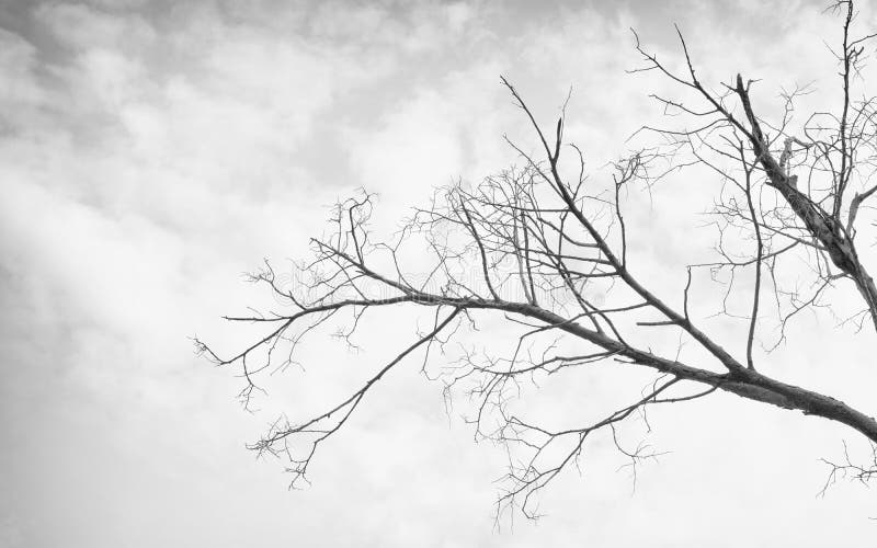 Dead Tree stock photo. Image of branch, silhouette, background - 71542404