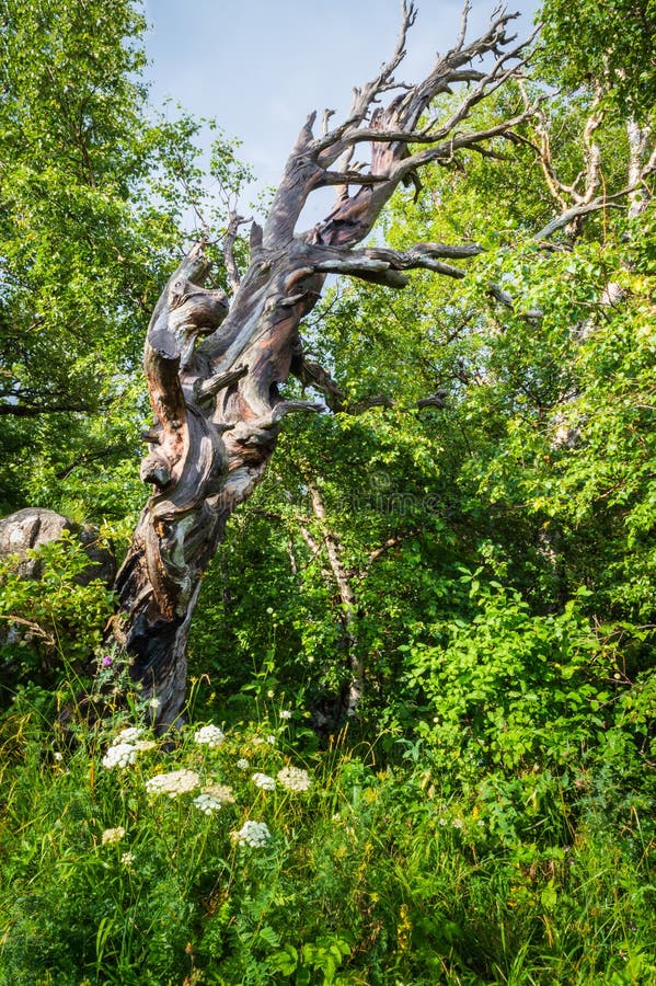 Dead Tree in the Green Forest Stock Photo - Image of ecosystem, ecology ...