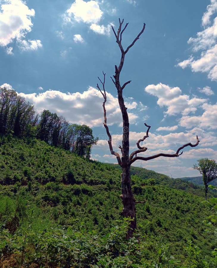 Dead Tree in Front of a Blue Sky with with Clouds, Symbol for Pollution ...