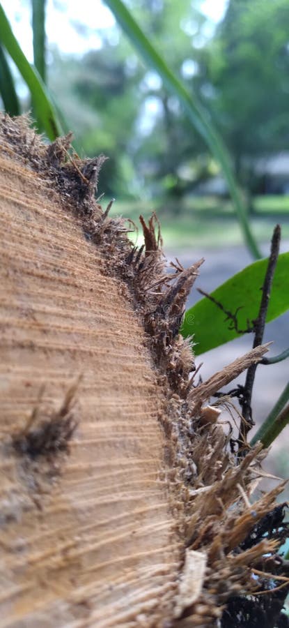 Dead Tree and the Green Plant Leaf Stock Photo - Image of leaf, green ...