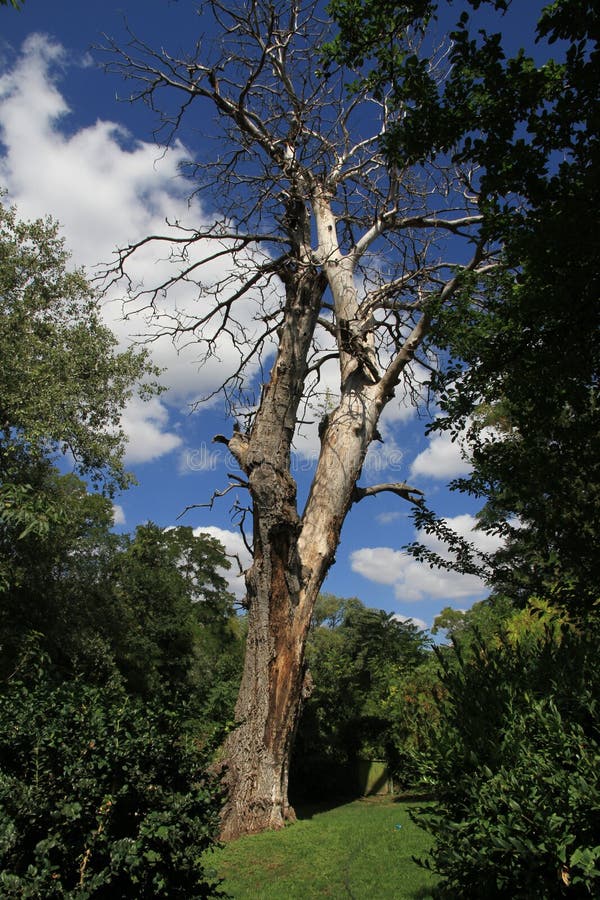 Dead tree of green plants. stock image. Image of spring - 26538723