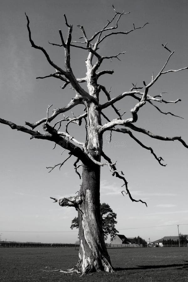 Dead Tree in Greyscale stock image. Image of atmospheric - 3380045